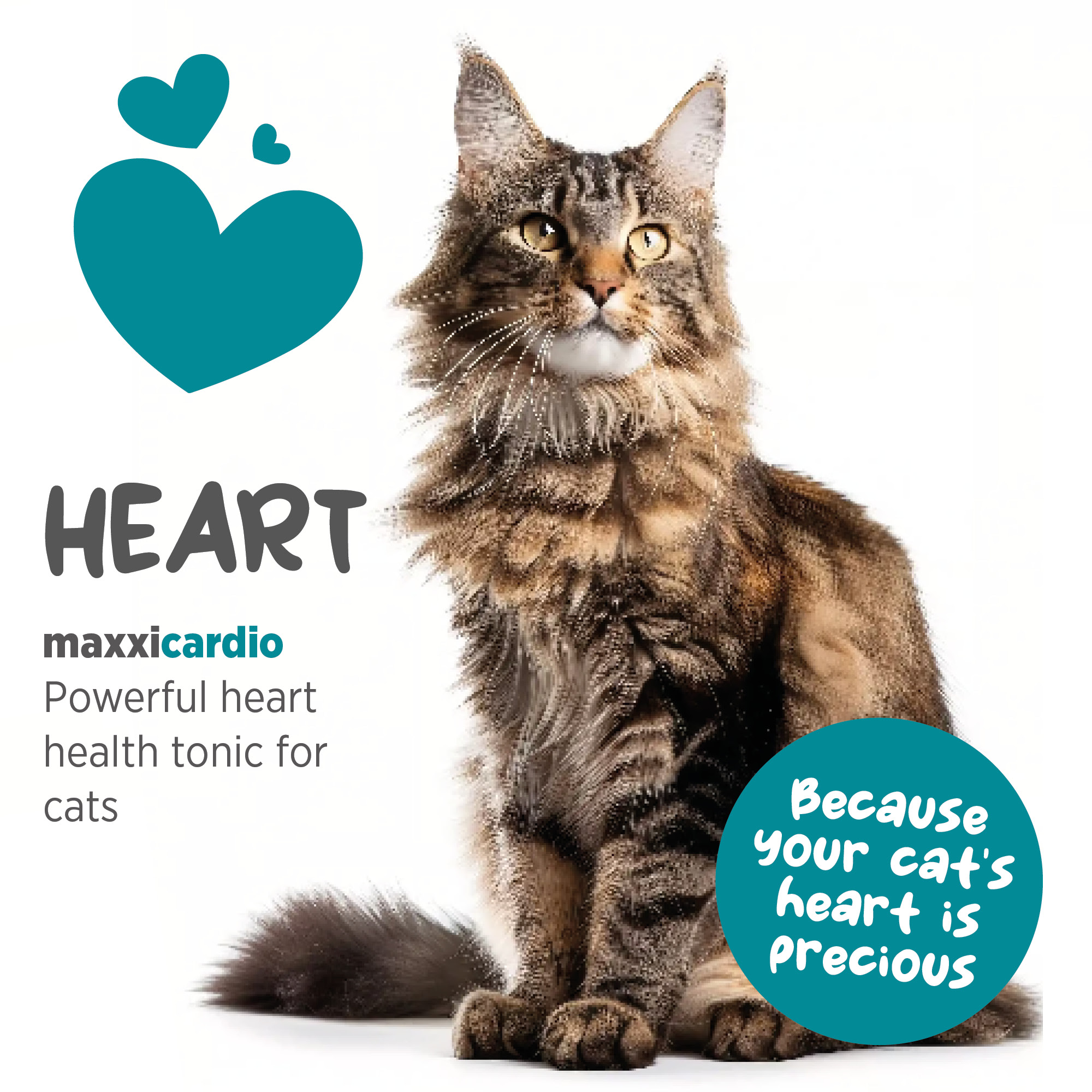maxxicardio - maxxipaws US