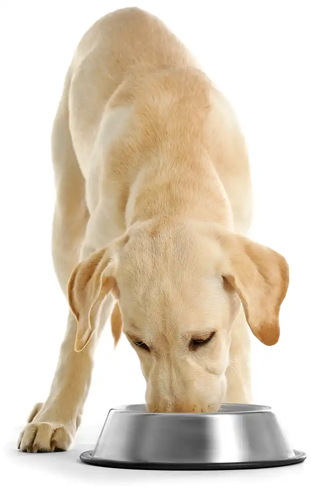 maxxiflex Dog Joint Supplement - maxxipaws US