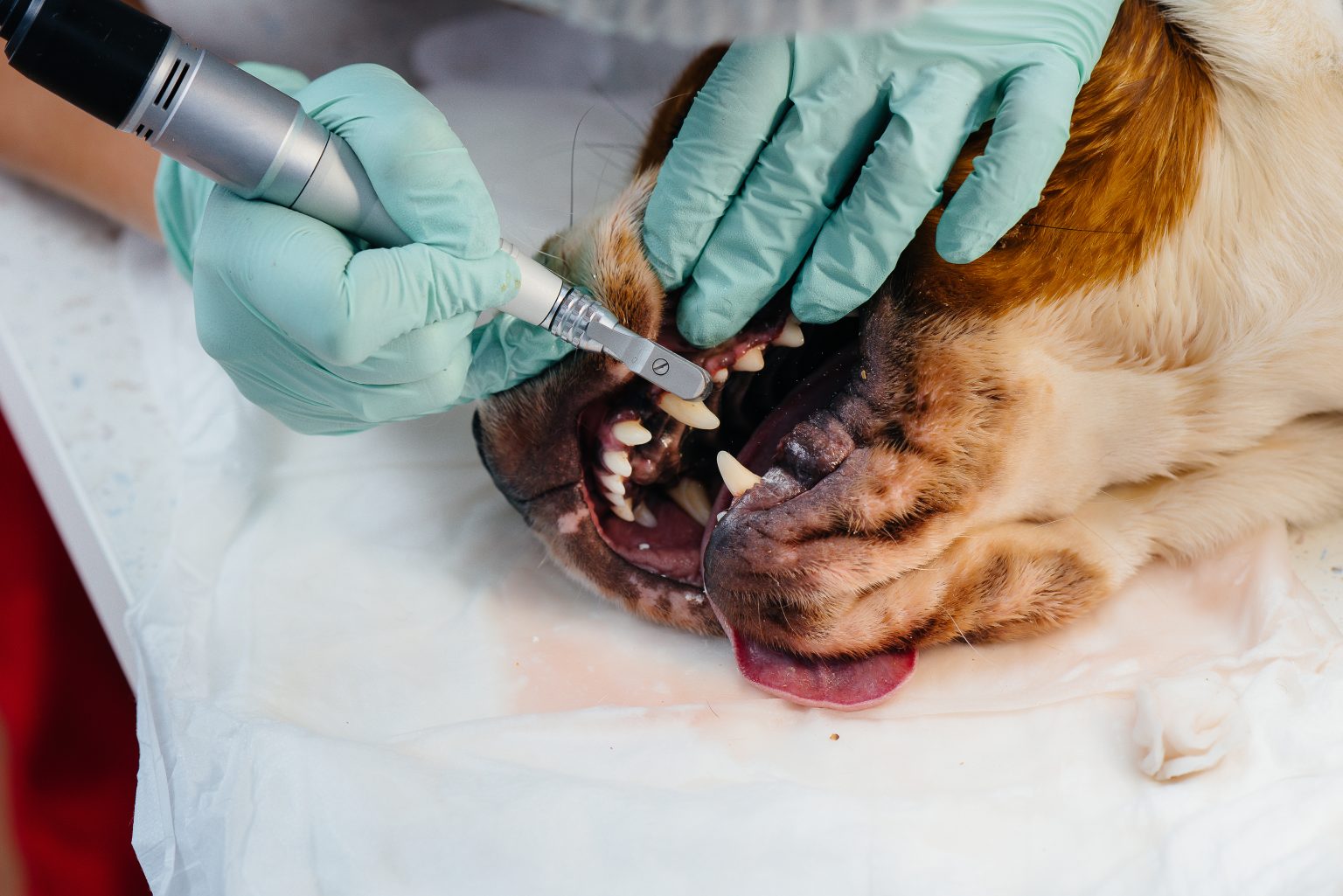 Periodontal Disease in Dogs - maxxipaws US